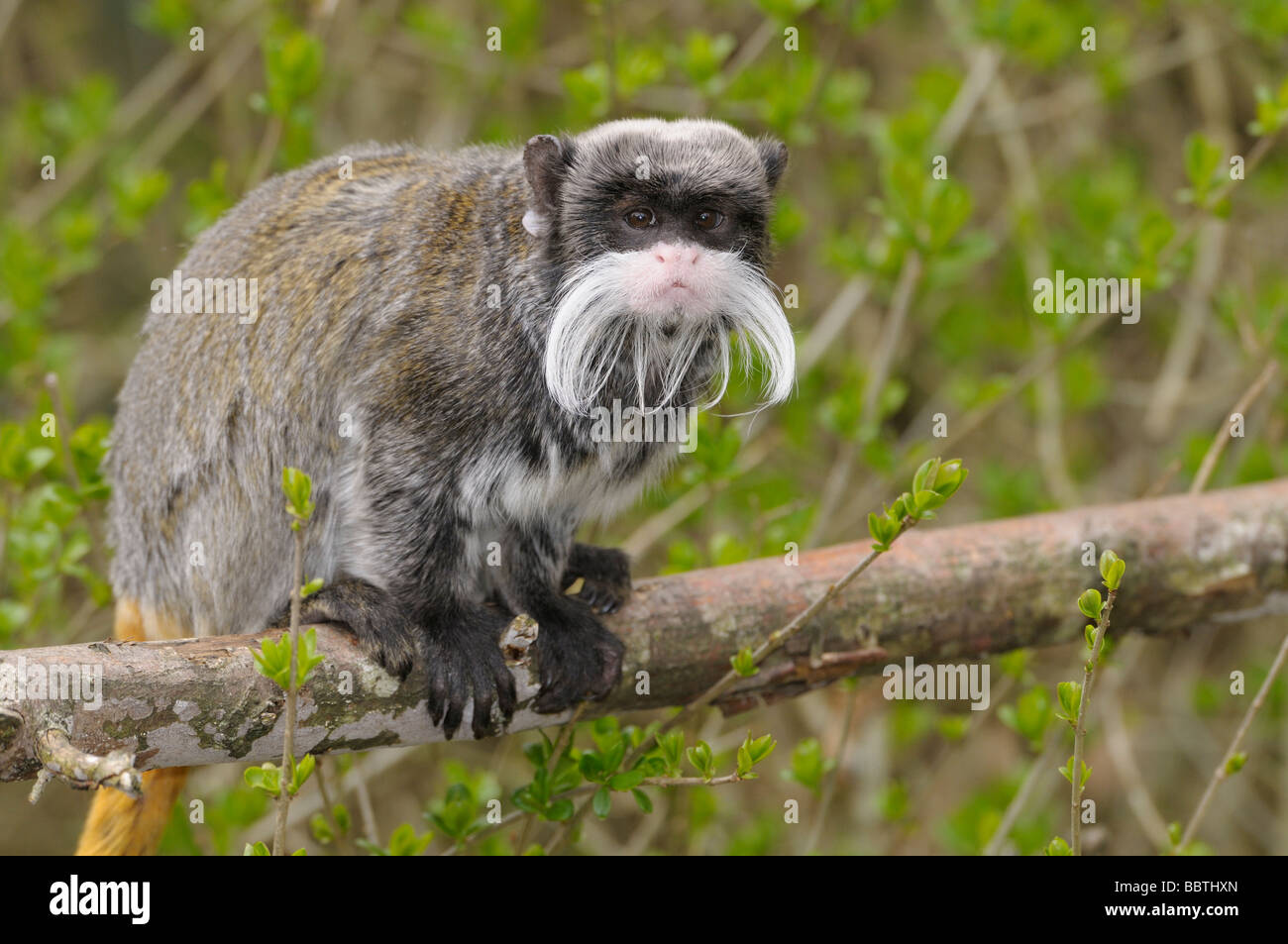 Emperor Tamarin Saguinus imperator Stock Photo - Alamy