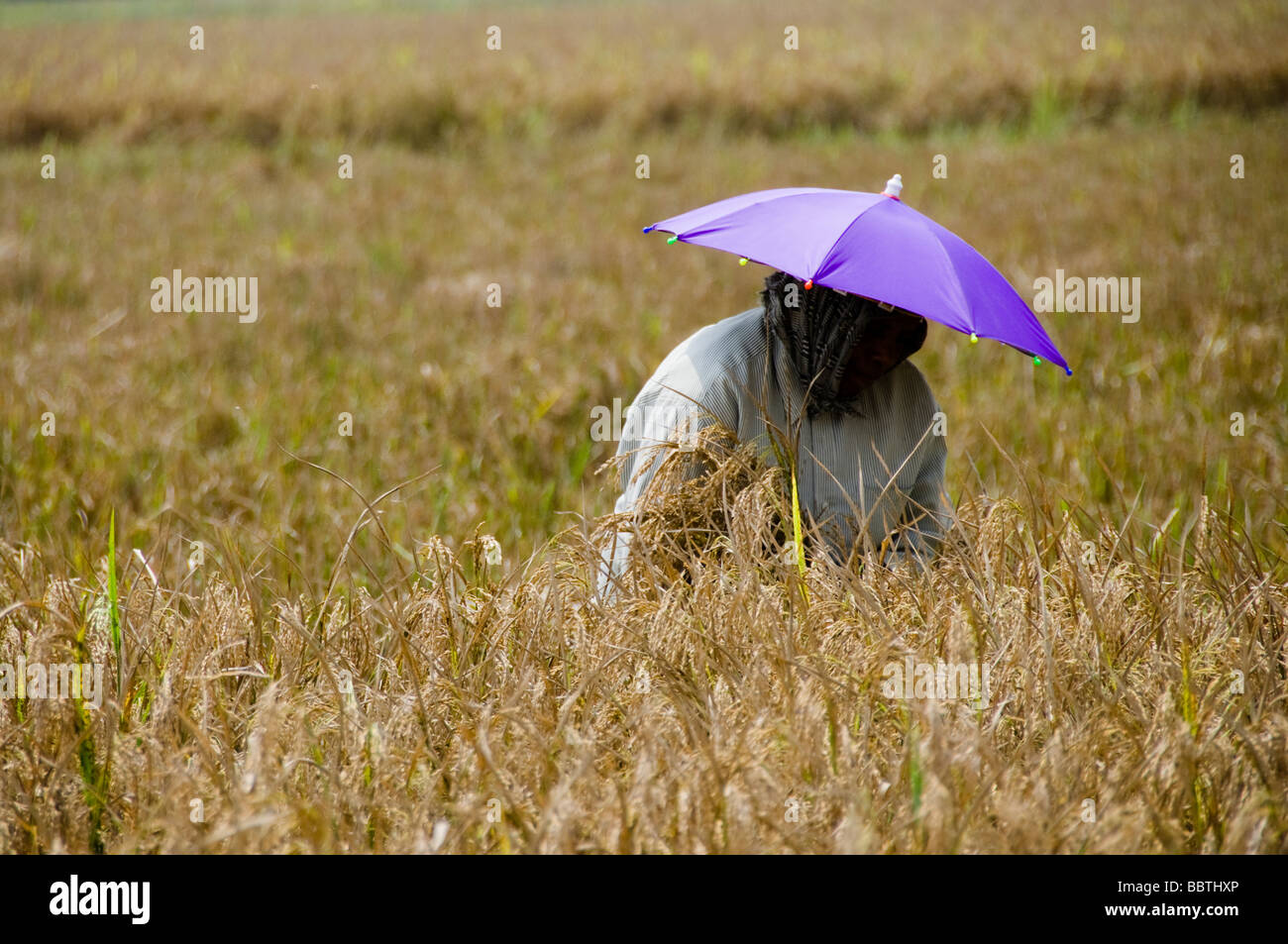 Farmer harvesting in paddy filed Stock Photo - Alamy