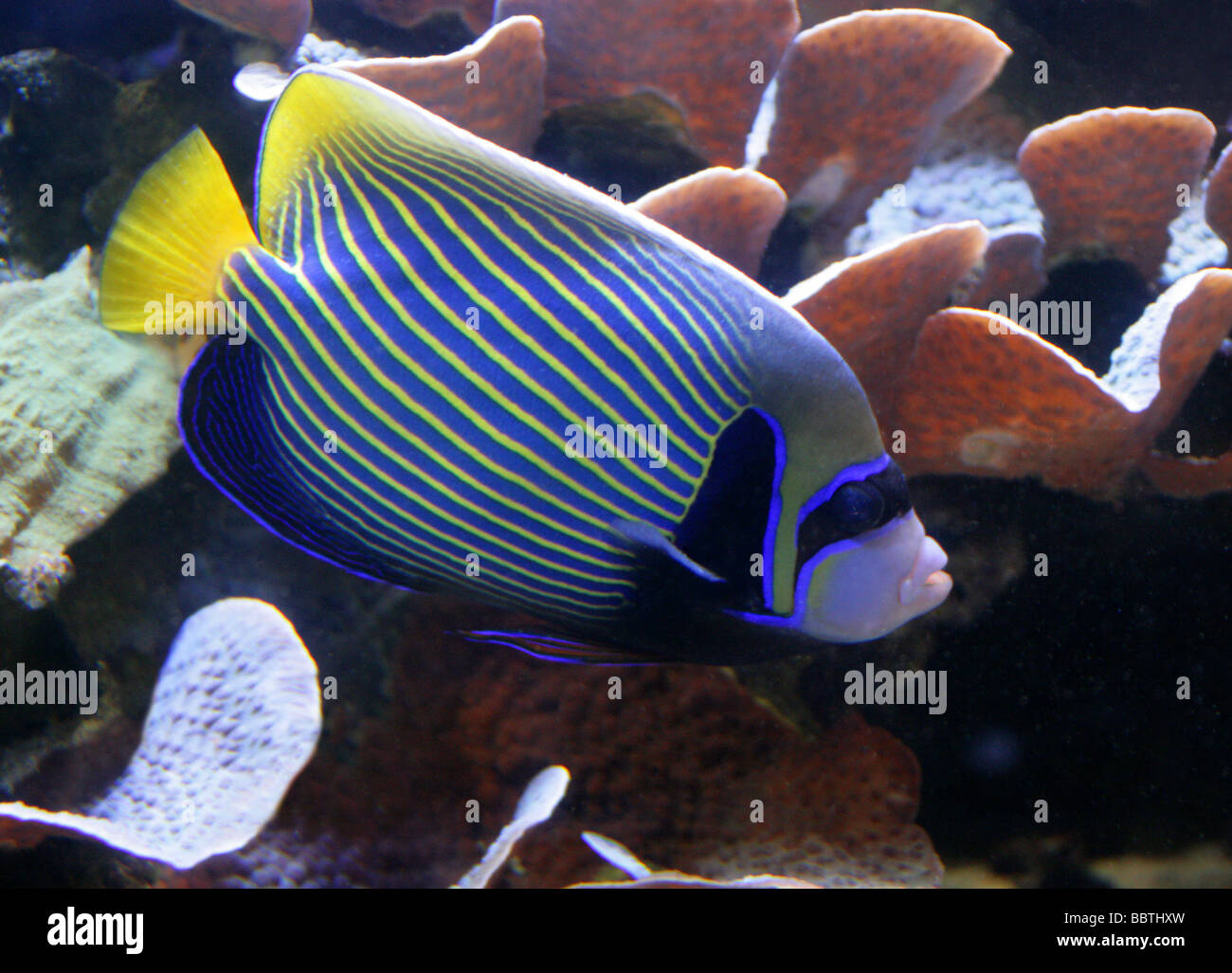 Emperor Angelfish, Pomacanthus imperator, Pomacanthidae, Perciformes ...
