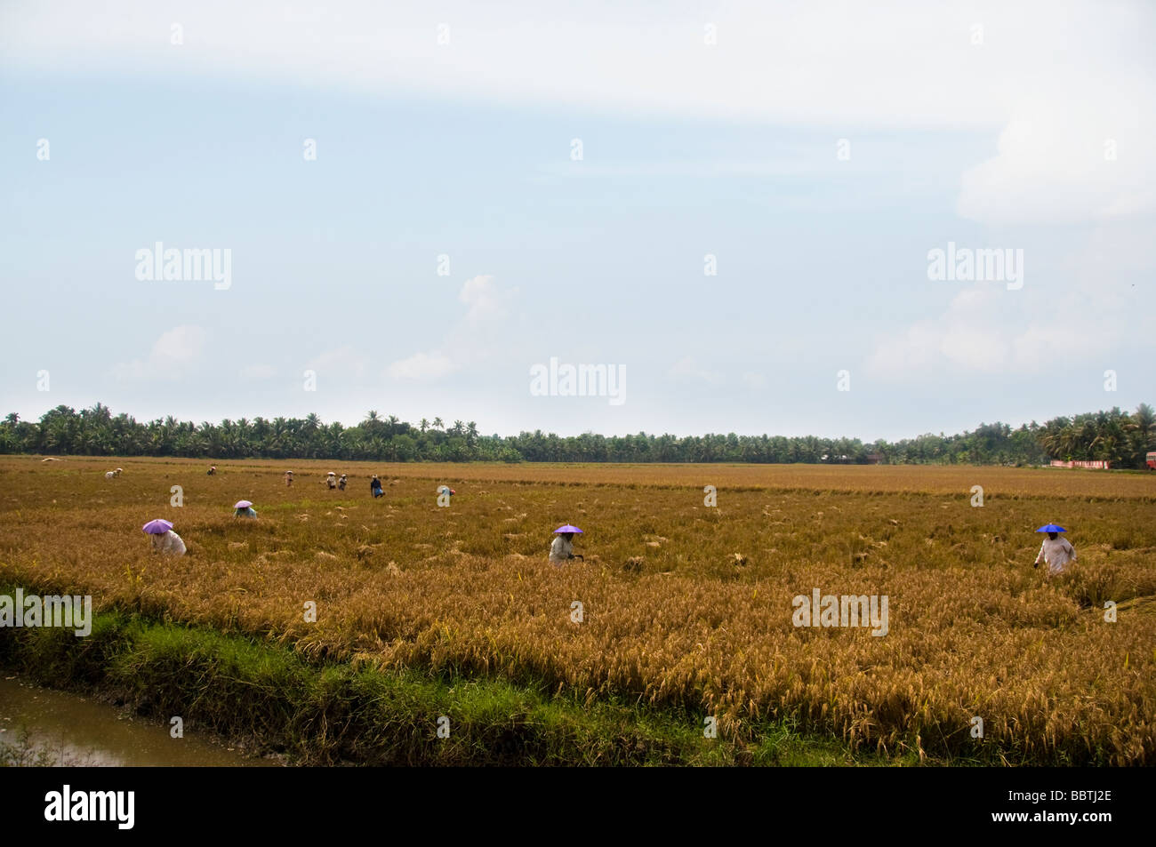 Indian rice farm hi-res stock photography and images - Alamy