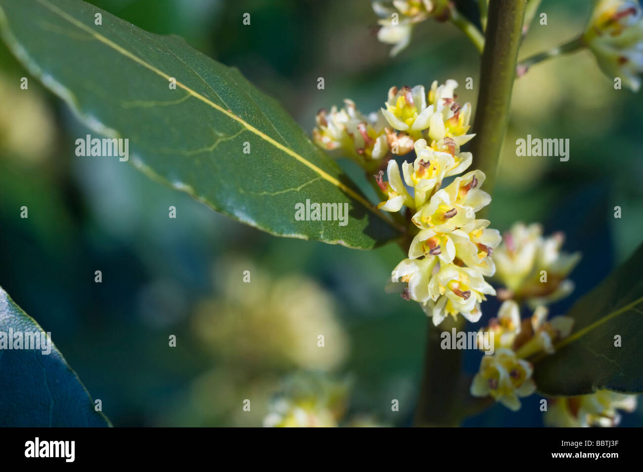 Laurel flowers hi-res stock photography and images - Alamy