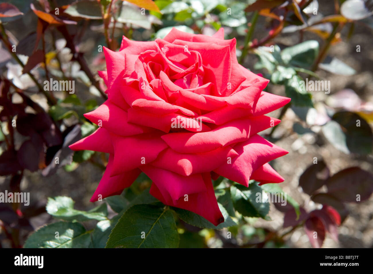 Rosa national trust hi-res stock photography and images - Alamy