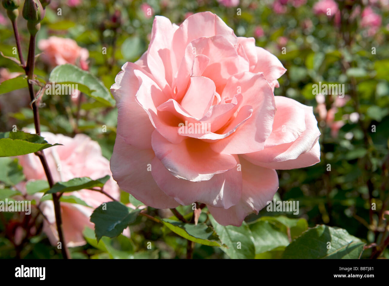 Striking rose hi-res stock photography and images - Alamy