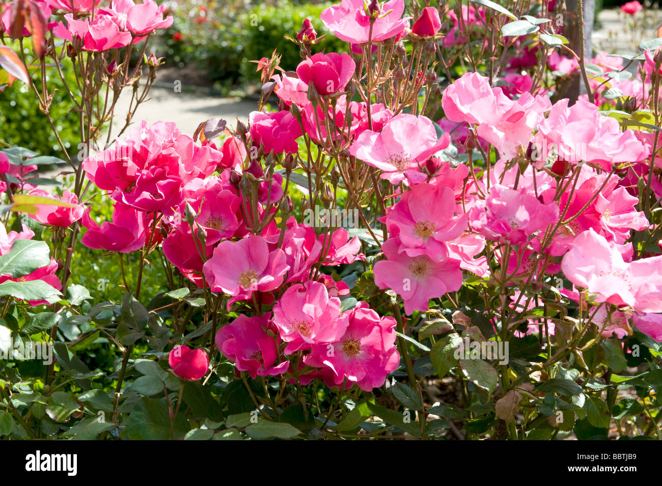 Rose Betty Prior Stock Photo - Alamy