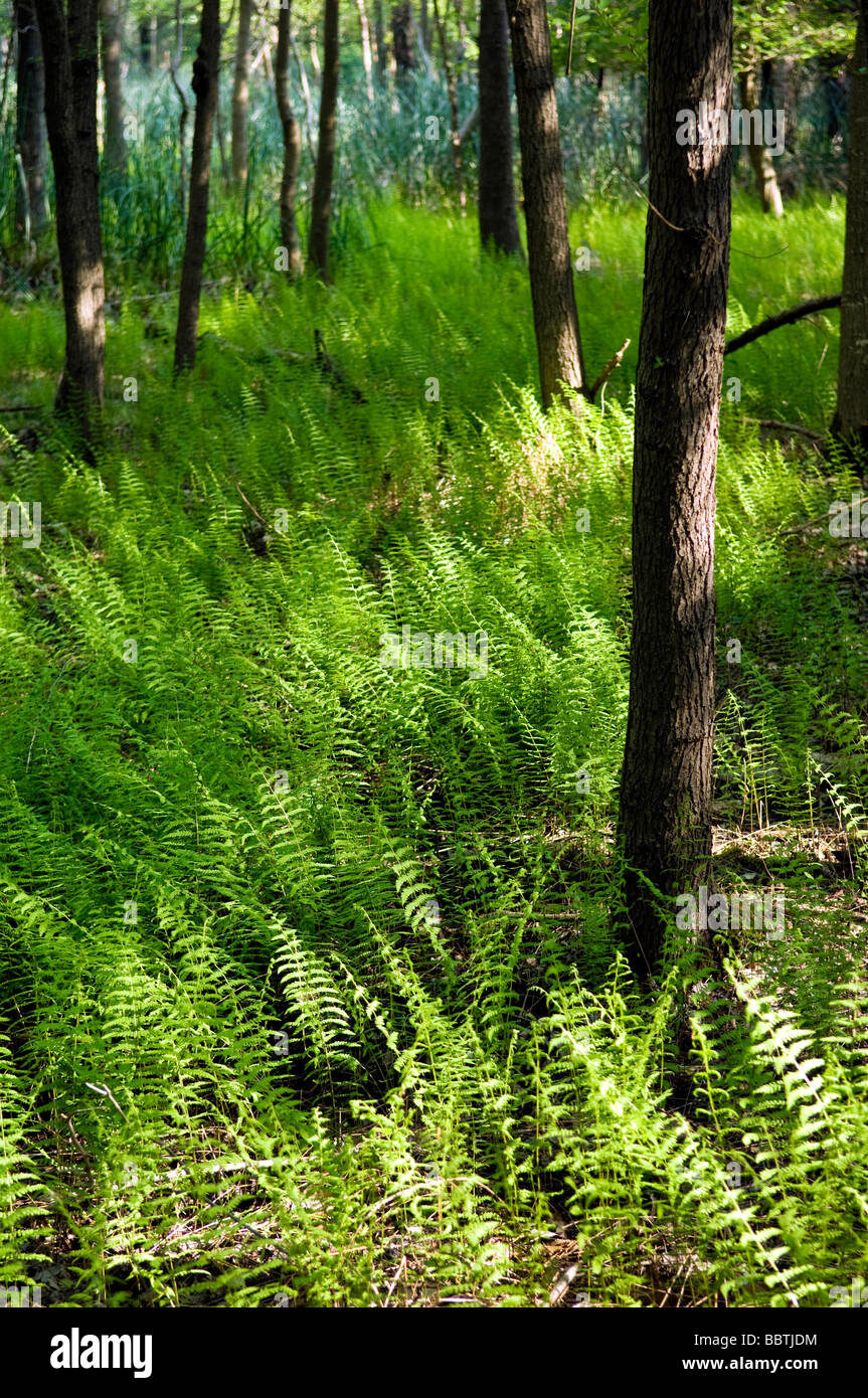 Delta po mesola hi-res stock photography and images - Alamy