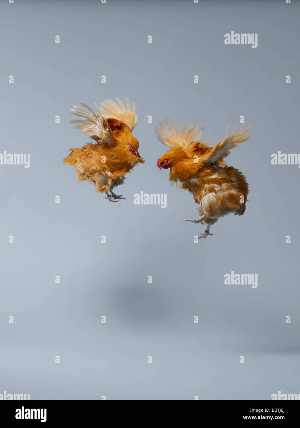 Flapping Chicken High Resolution Stock Photography and Images - Alamy