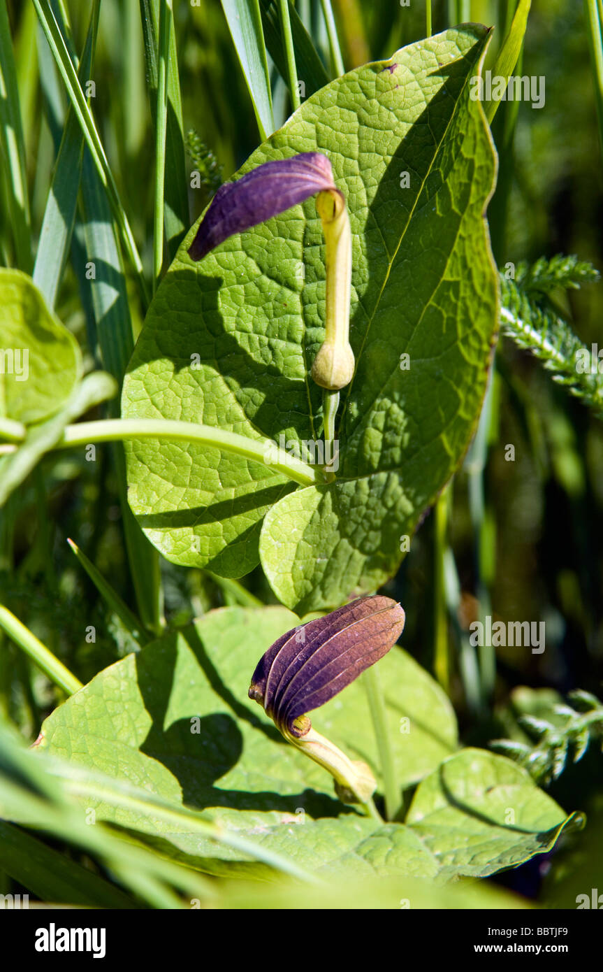 Aristolochia rotunda hi-res stock photography and images - Alamy