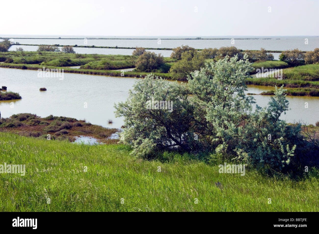 View of marsh, Po delta, Emilia Romagna, Italy Stock Photo - Alamy