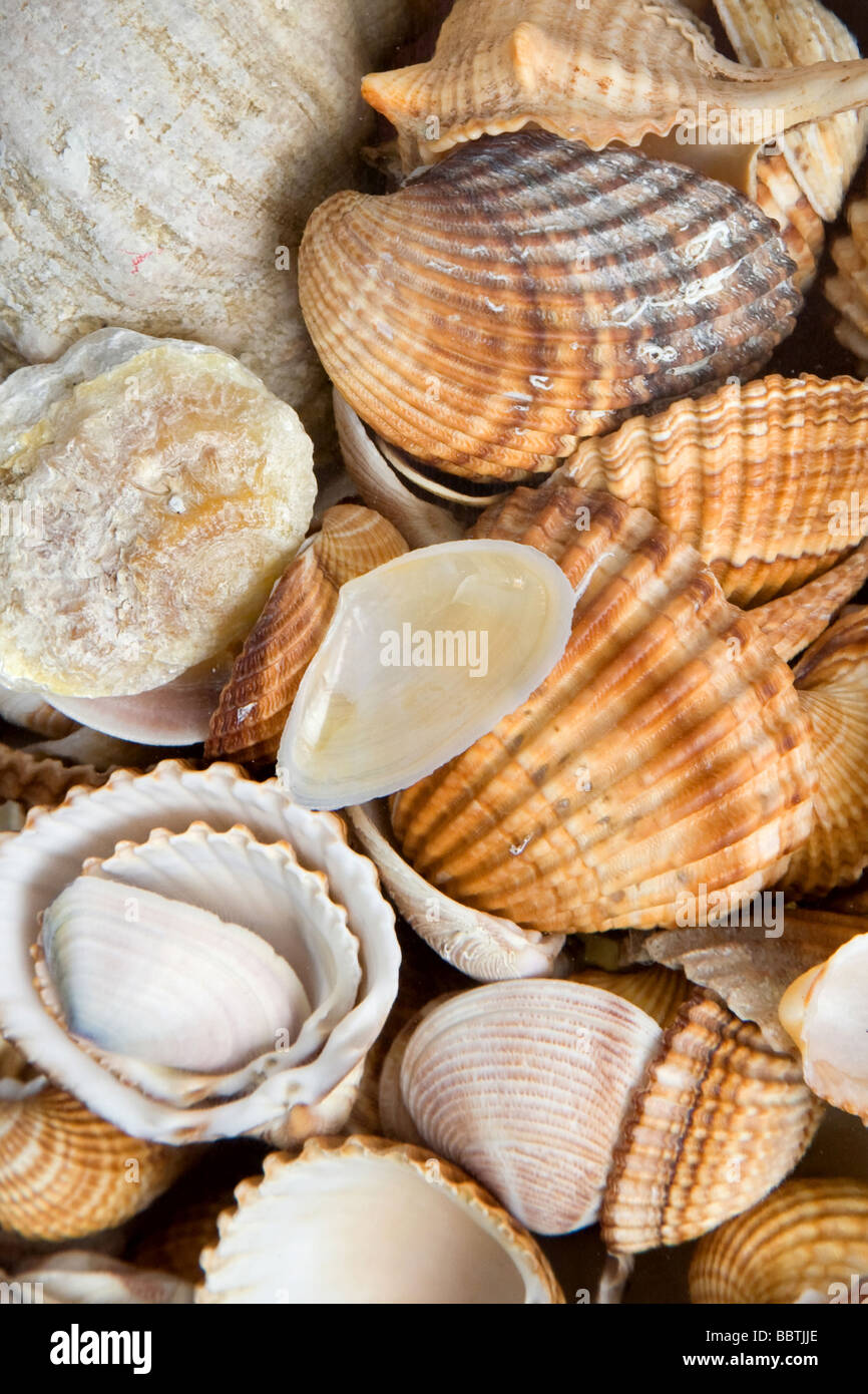 Shells, Genoa, Ligury, Italy Stock Photo - Alamy