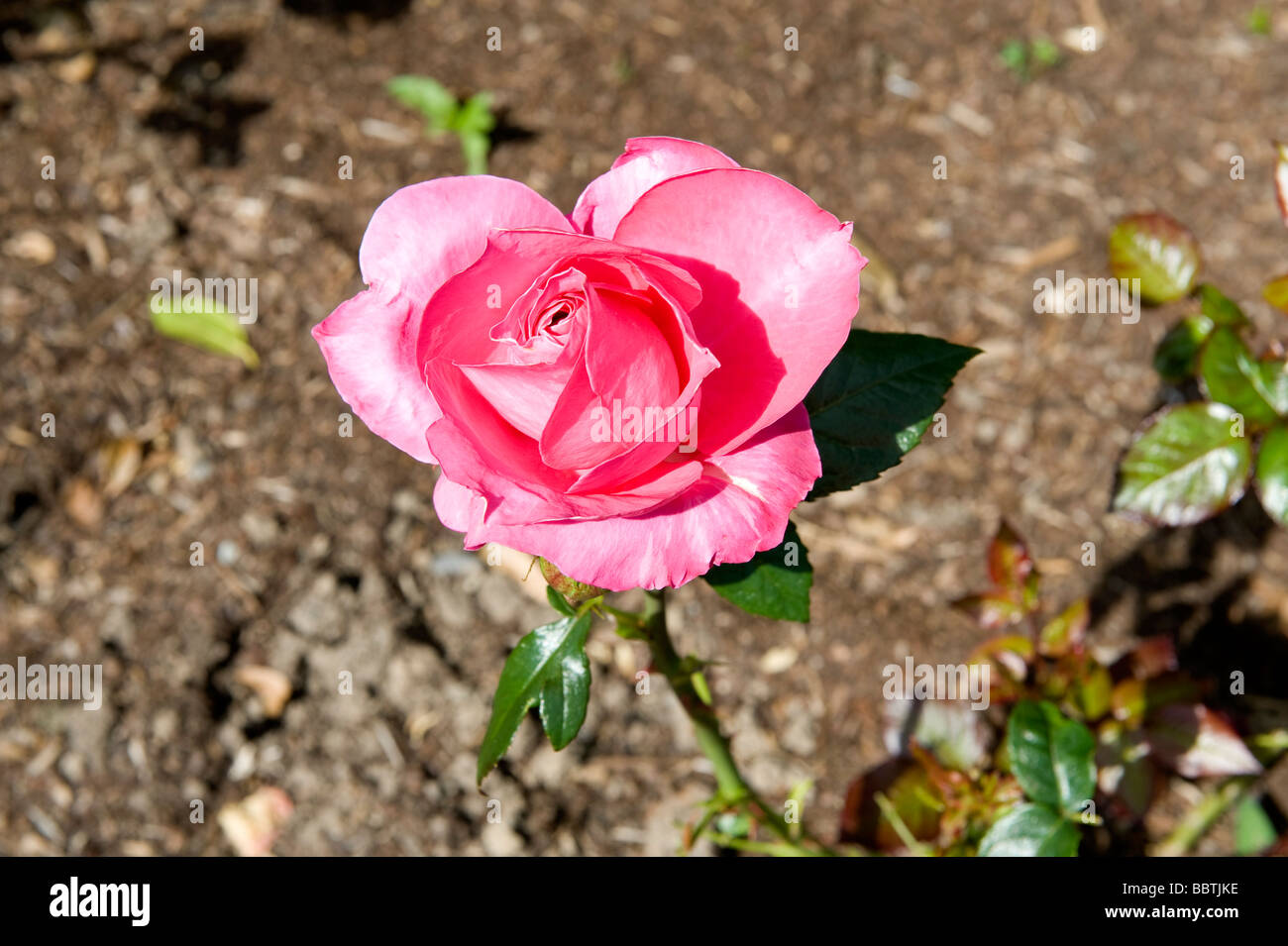 Rose lady hi-res stock photography and images - Alamy