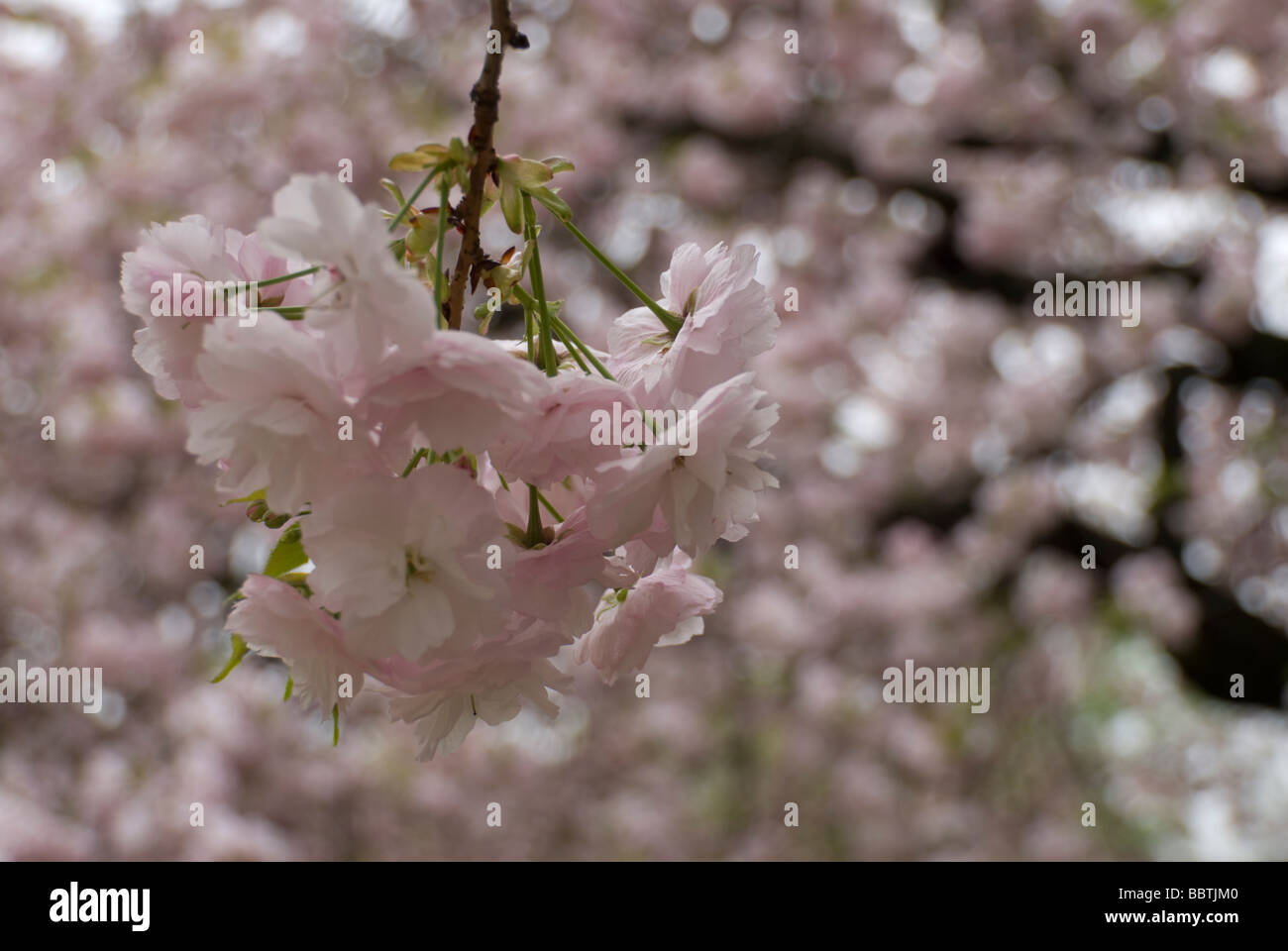 Yaezakura hi-res stock photography and images - Alamy