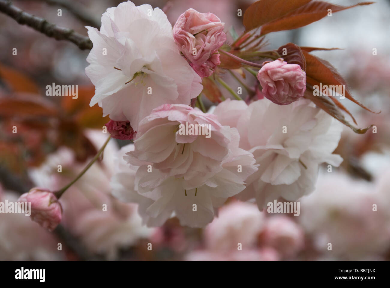 Yaezakura hi-res stock photography and images - Alamy