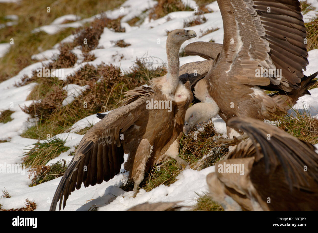 Griffon Vulture Gyps fulvus Fighting in snow Photographed in France ...