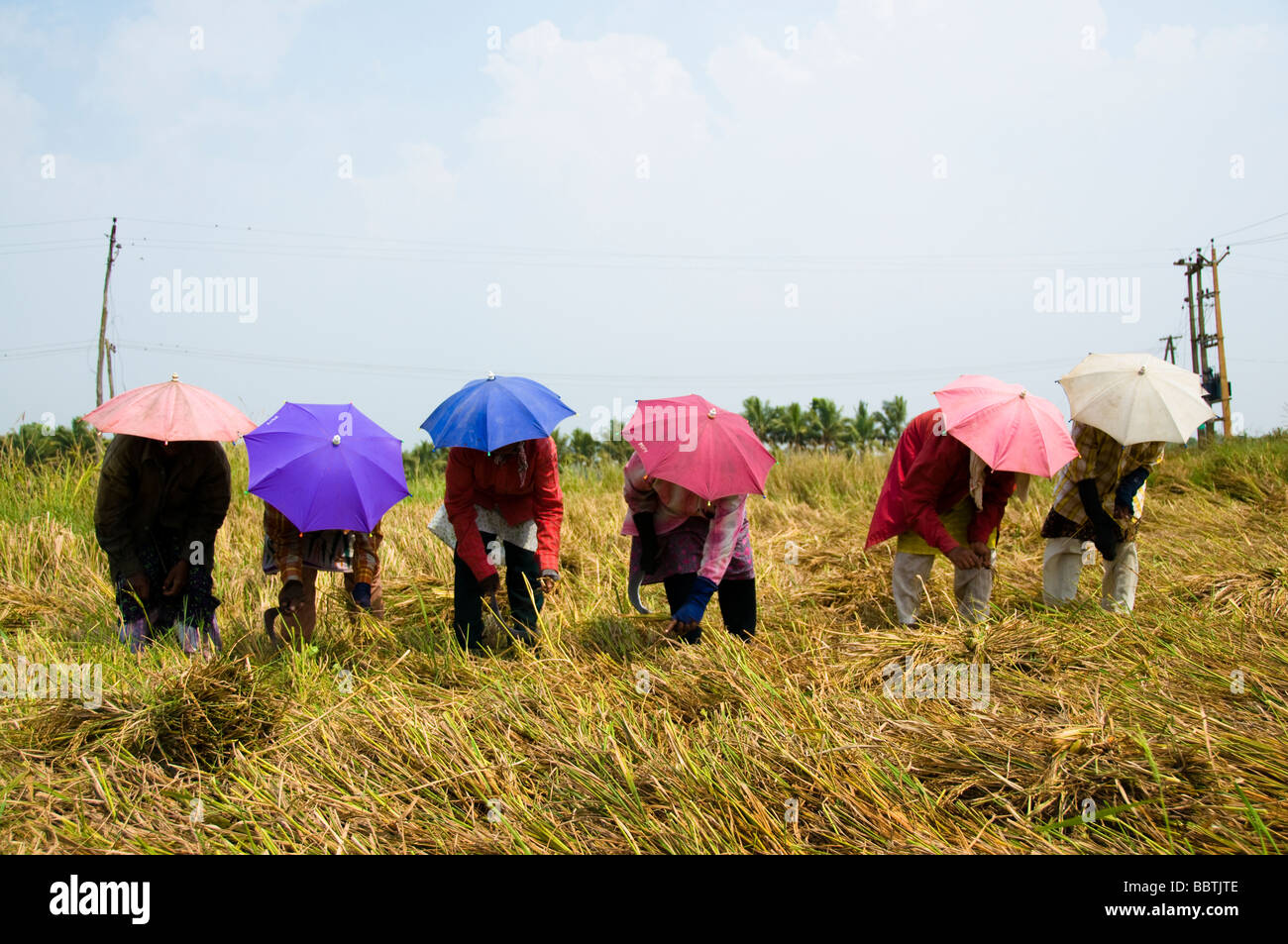 woman workers india harvesting rice in paddy field Stock Photo - Alamy