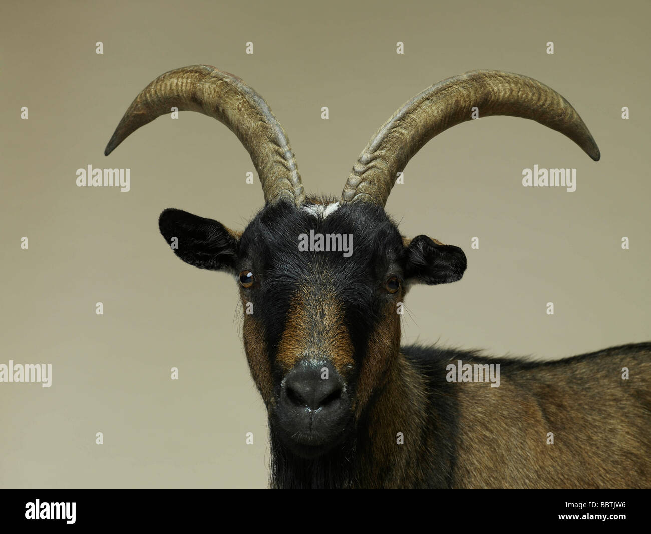 Studio portrait of goat Stock Photo - Alamy
