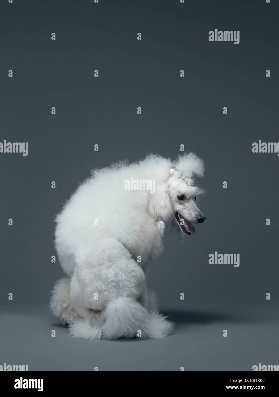 Poodle white back hi-res stock photography and images - Alamy