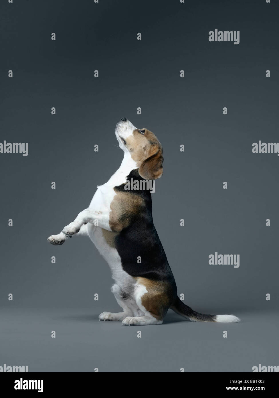 Beagle sitting on hind leg Stock Photo - Alamy