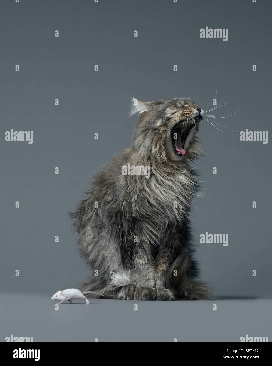 Fleeing Animal Stock Photos & Fleeing Animal Stock Images - Alamy