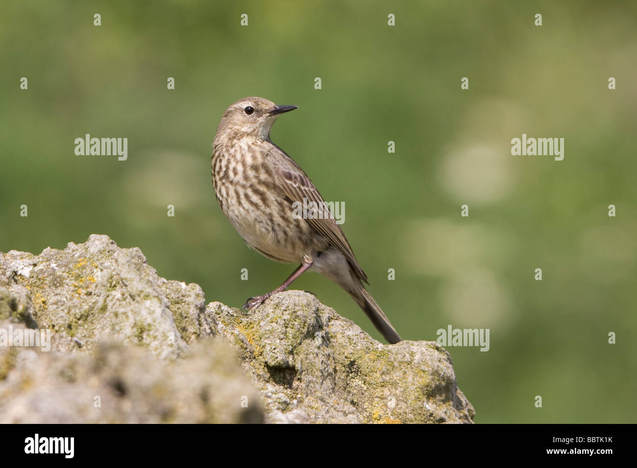 Rock Pipit (Anthus petrosus Stock Photo - Alamy