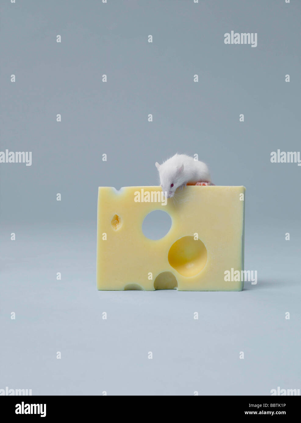 Mouse sitting on slice of cheese Stock Photo - Alamy