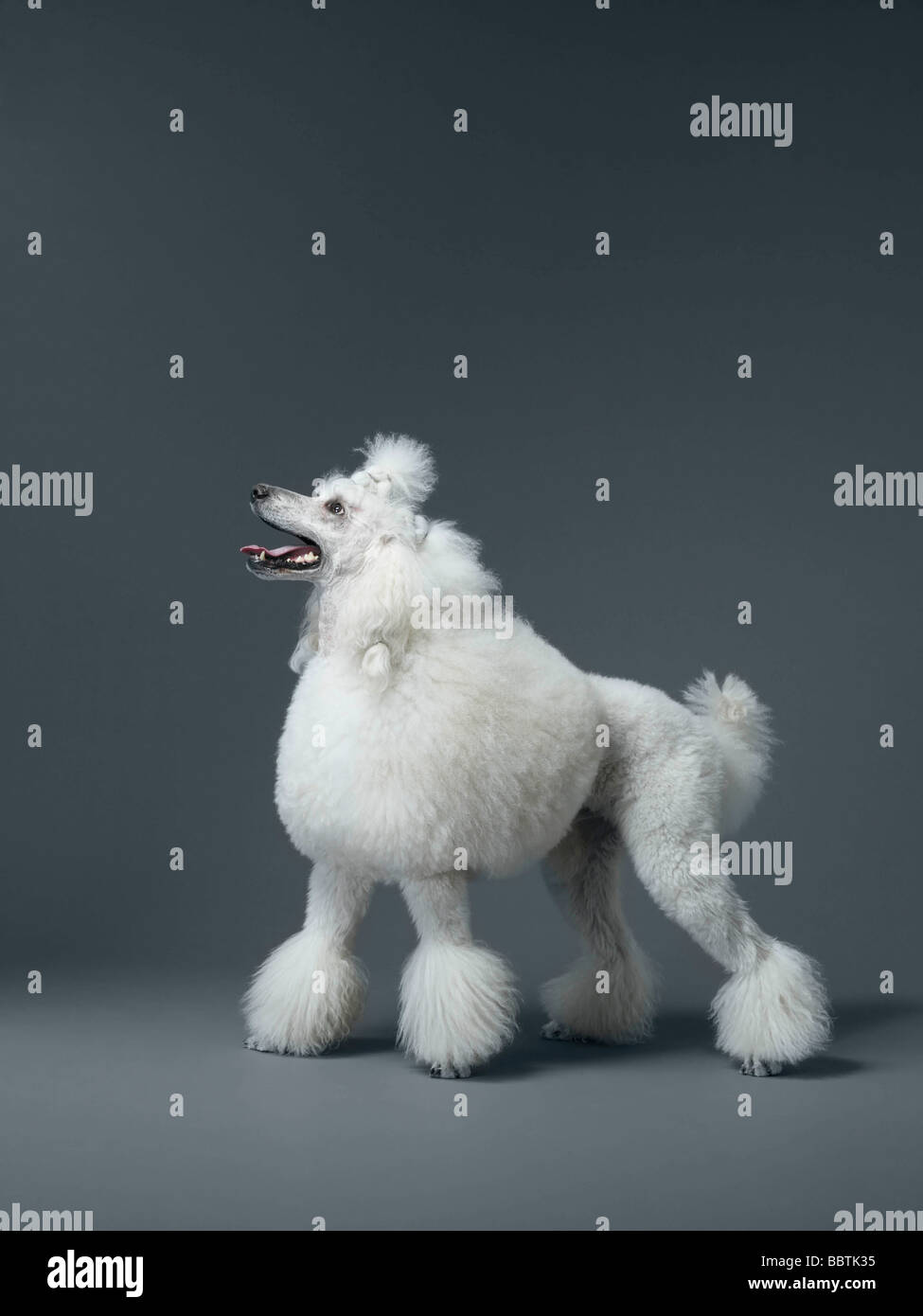Poodle Side High Resolution Stock Photography and Images - Alamy