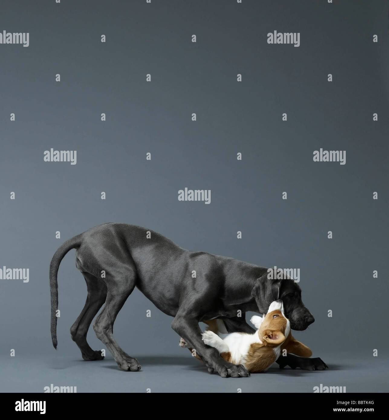 Big dog playing with small dog Stock Photo - Alamy