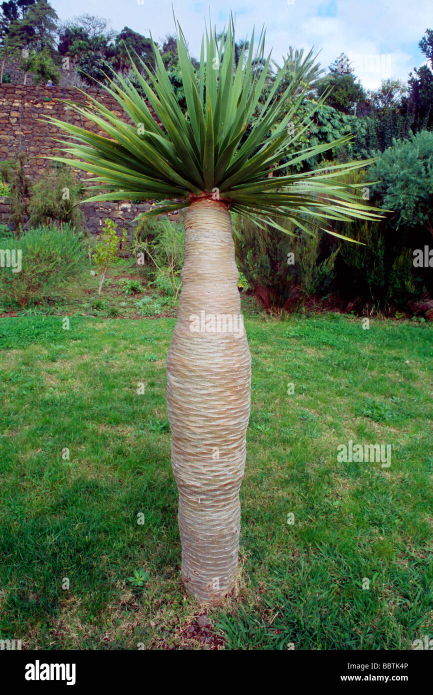 Palm, Botanical garden, Funchas, Madeira Island, Portugal, Europe Stock ...