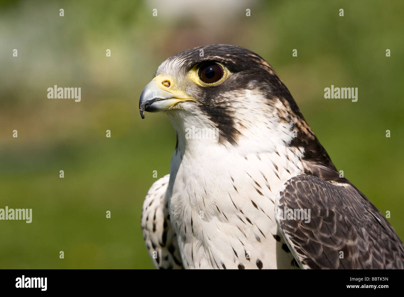 Peregrine/Saker Hybrid Falcon Stock Photo - Alamy