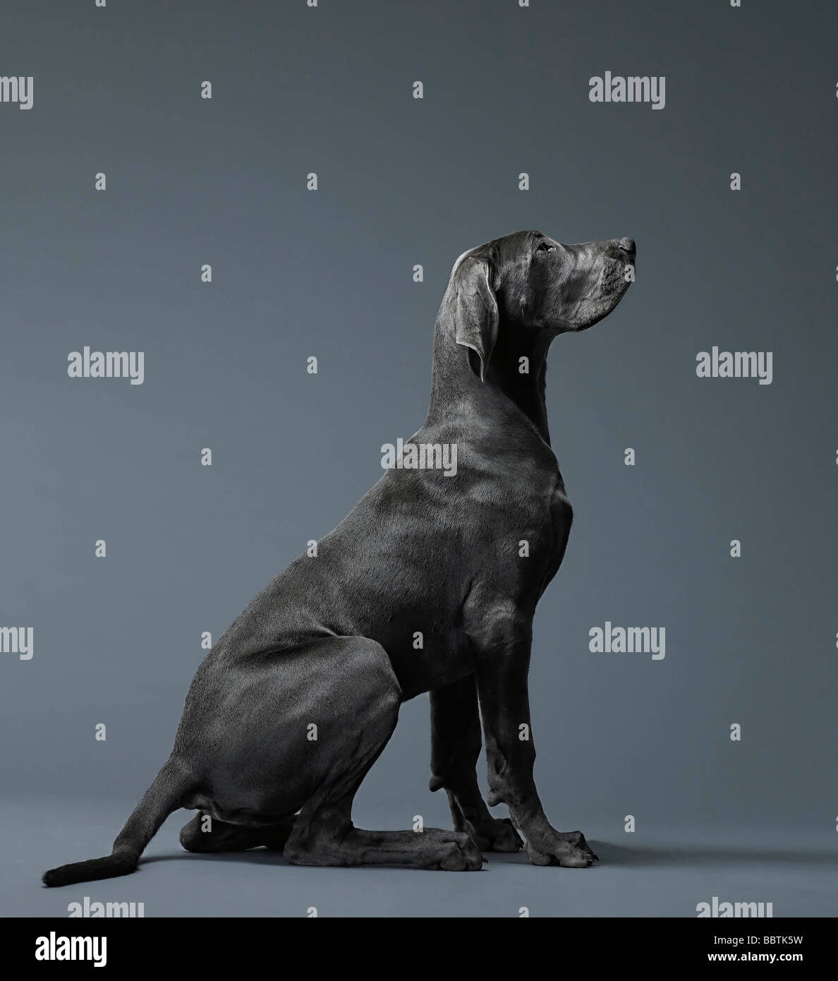 Dog studio profile hi-res stock photography and images - Alamy