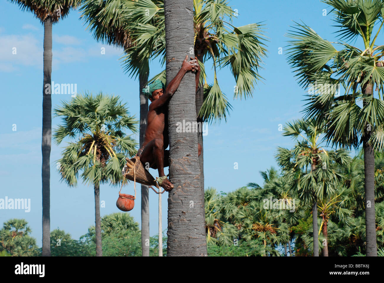 A toddy collector ; india Stock Photo - Alamy