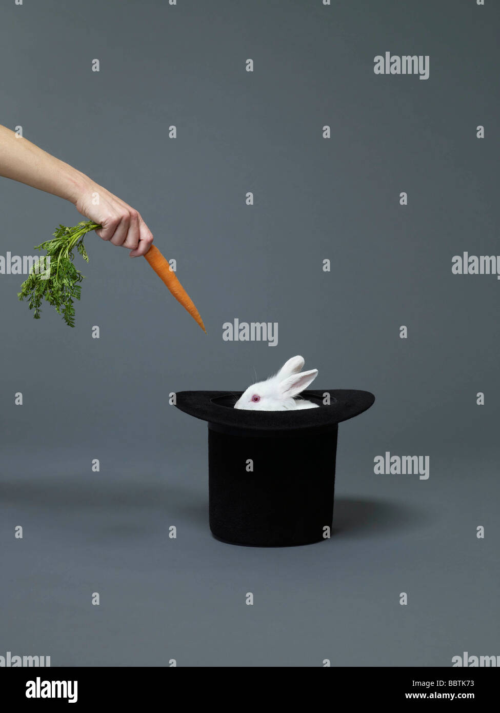 Hand holding carrot in front of rabbit Stock Photo - Alamy