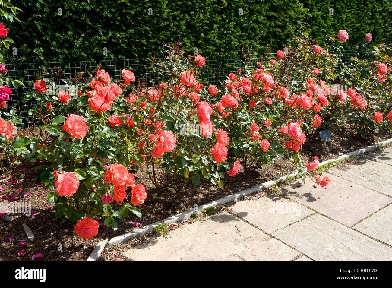 Rose rosa memento hi-res stock photography and images - Alamy