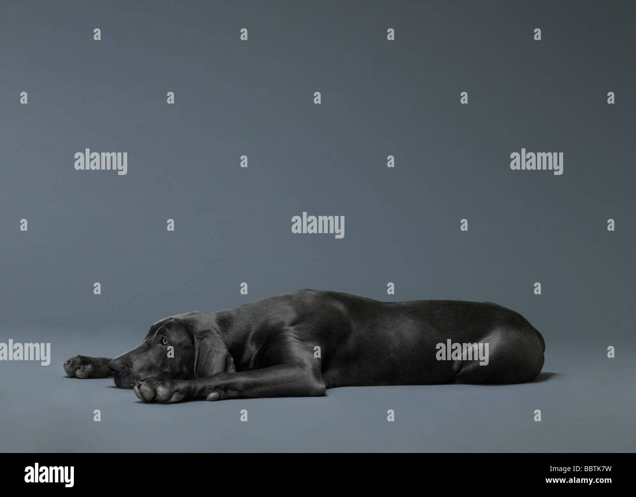 Dog studio shoot hi-res stock photography and images - Alamy