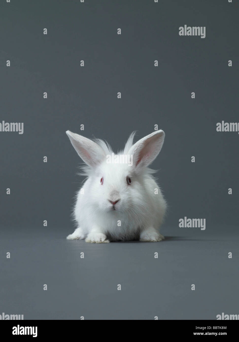 The white rabbit hi-res stock photography and images - Alamy