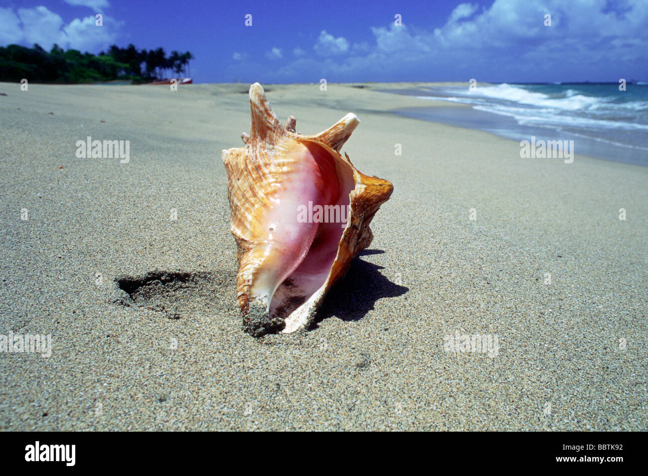 Shell, Grenada island, West Indies, Central America Stock Photo - Alamy