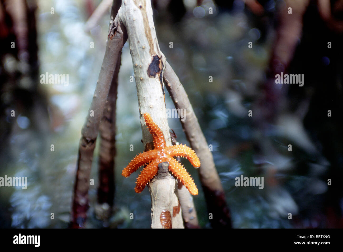 Margarita Island Caribbean High Resolution Stock Photography and Images ...