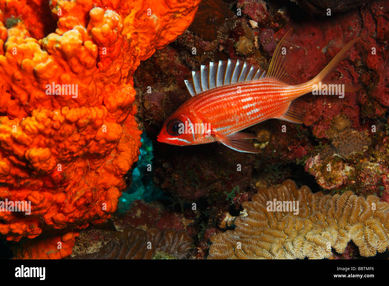 Longspine Squirrelfish Holocentrus rufus Stock Photo - Alamy