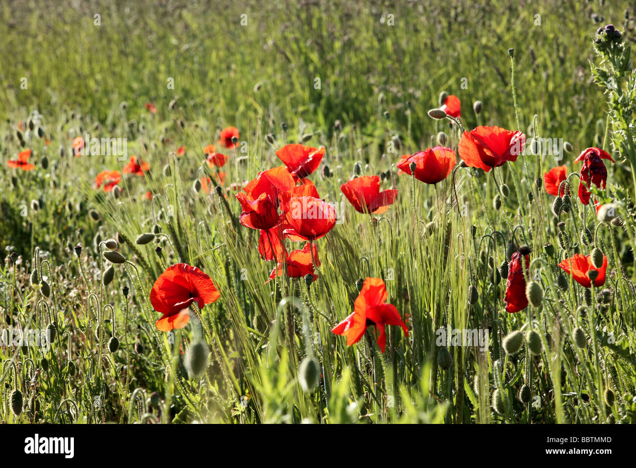 Poppies growing alongside a wheat crop in the famous "Poppyland of ...