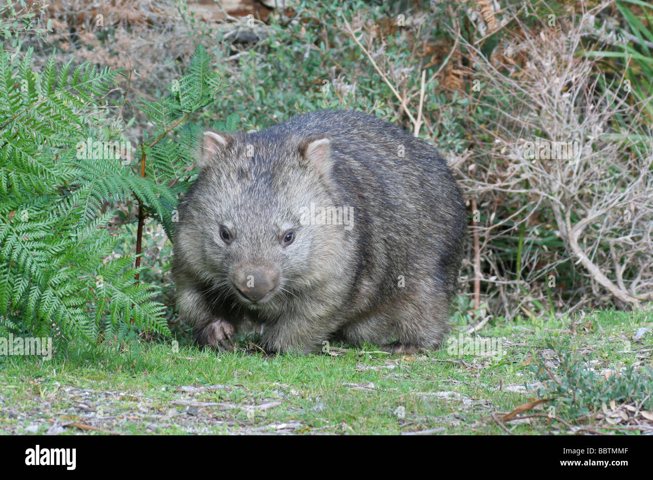 Wombat Marsupial High Resolution Stock Photography and Images - Alamy