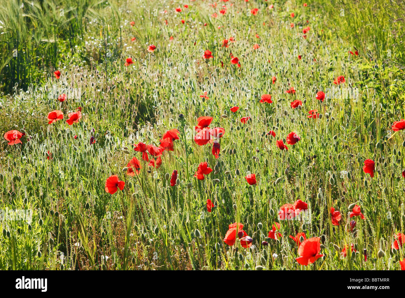 Poppies growing alongside a wheat crop in the famous "Poppyland of ...