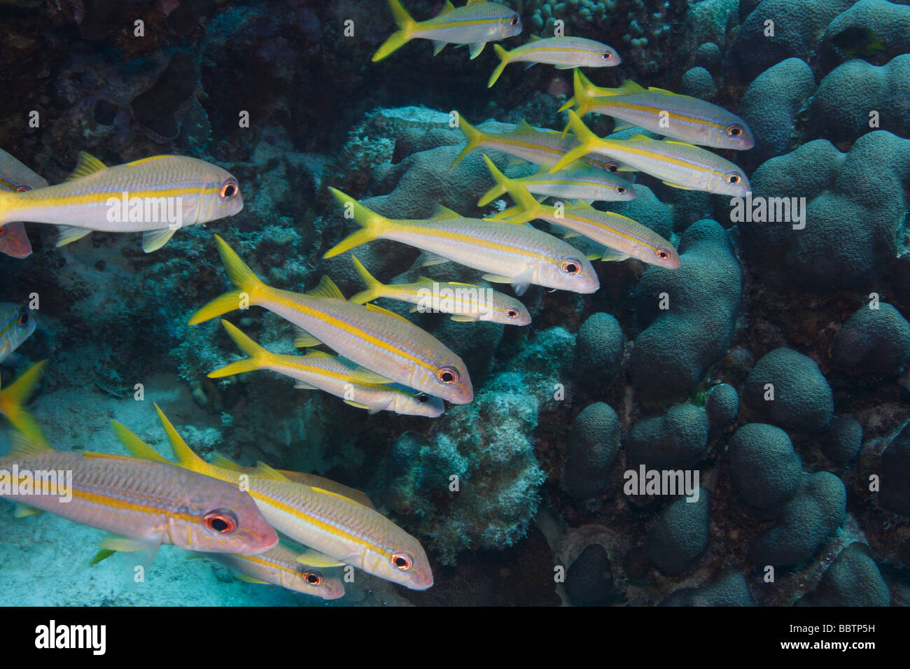 Yellow Goatfish Mulloidichthys martinicus on a coral reef Stock Photo ...