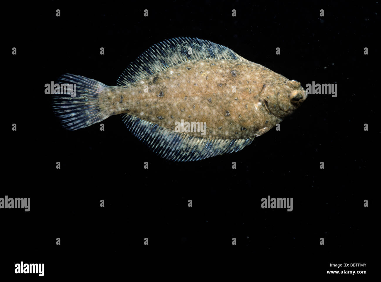 Blackback Flounder in open ocean in Hodgekin s Cove Gloucester MA New ...