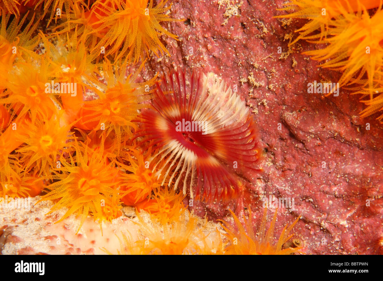 Split Crown Feather Duster Worm Anamobaea orstedii with Orange Cup ...