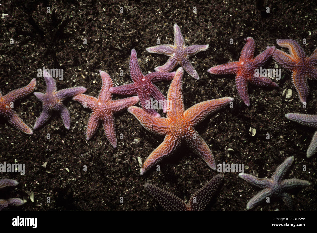 Stelleroidea hi-res stock photography and images - Alamy