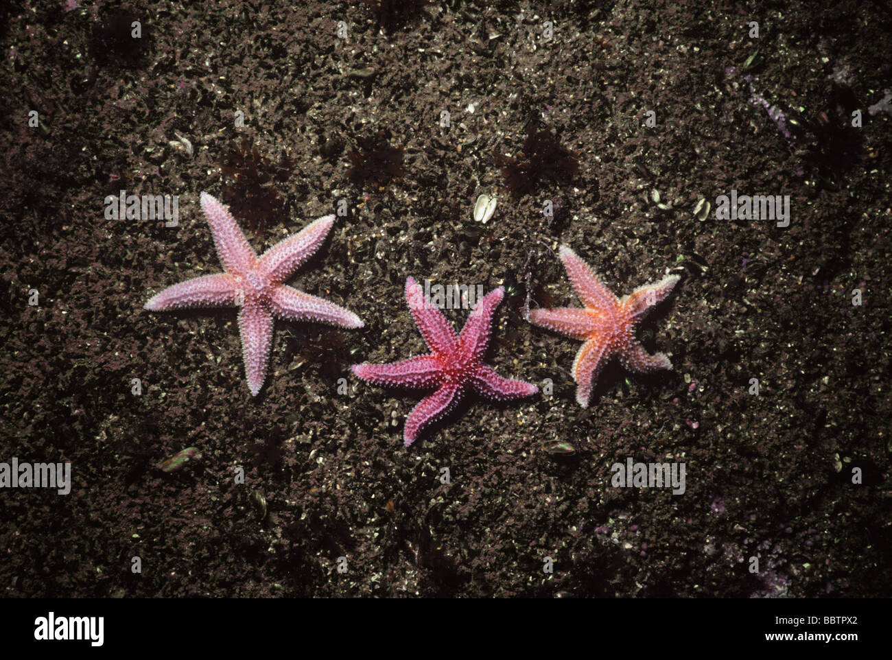 Seastar feeding hi-res stock photography and images - Alamy
