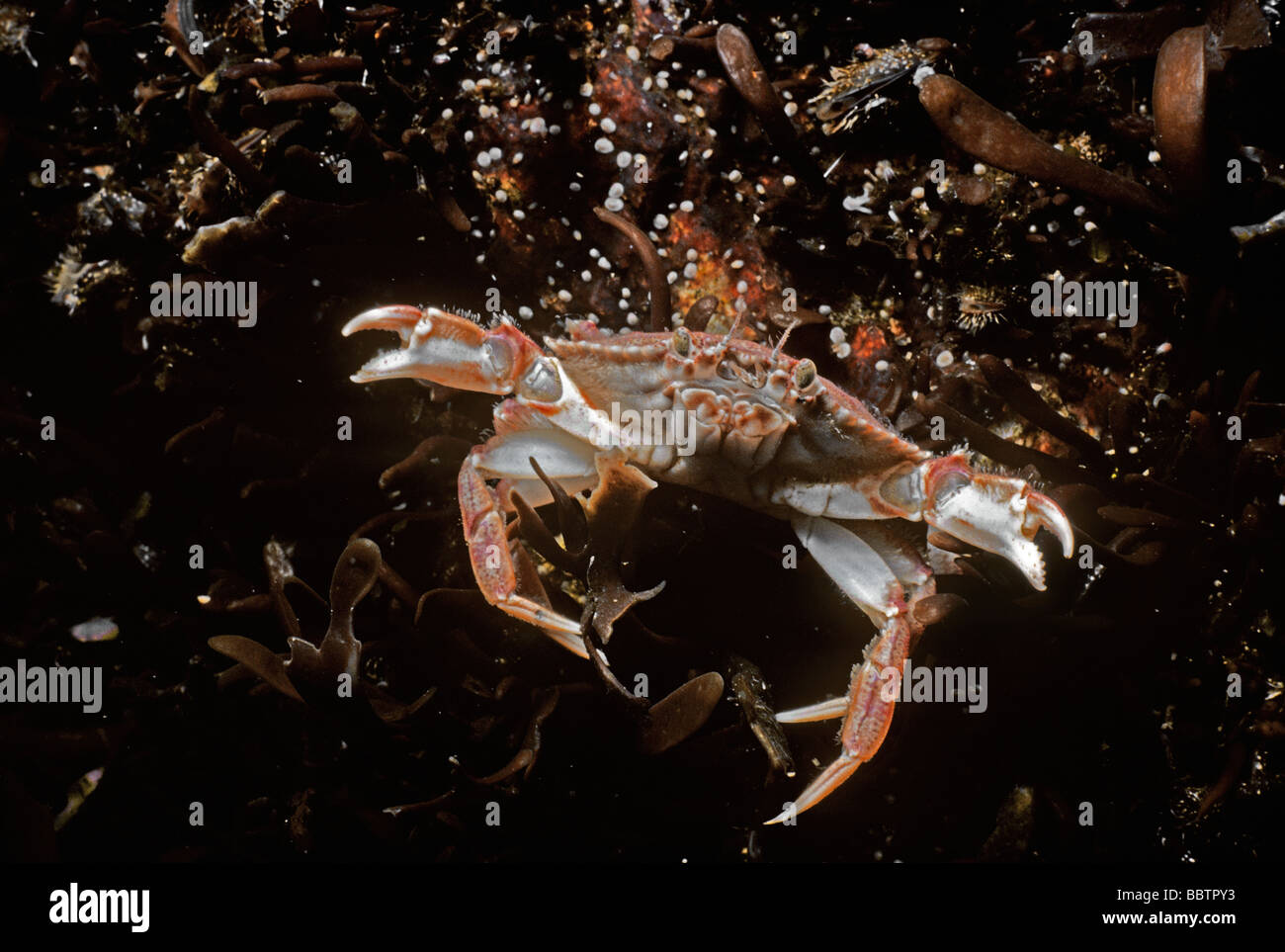 Rock Crab Cancer irroratus swimming New England North Atlantic Ocean ...