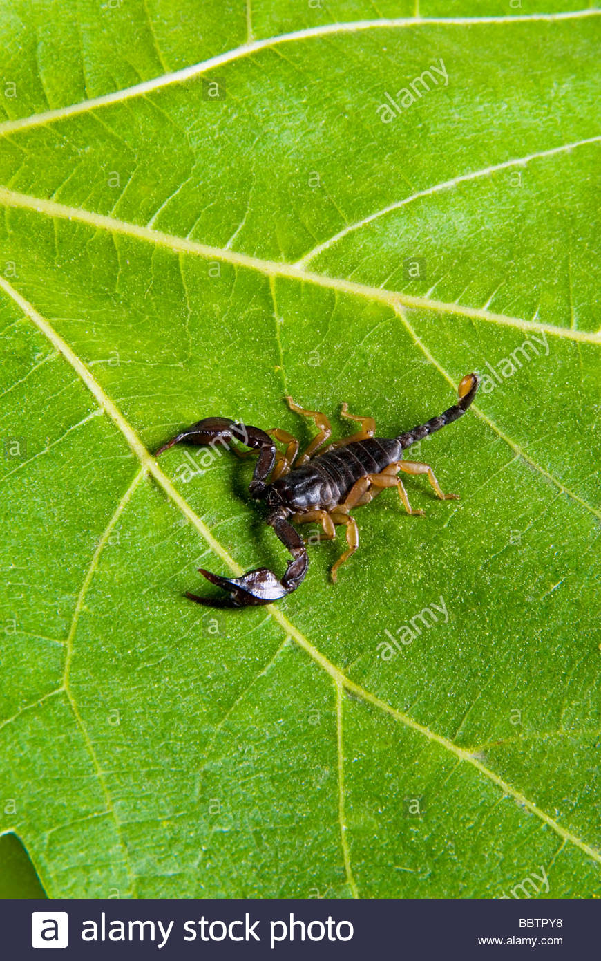 Androctonus Scorpion High Resolution Stock Photography and Images - Alamy