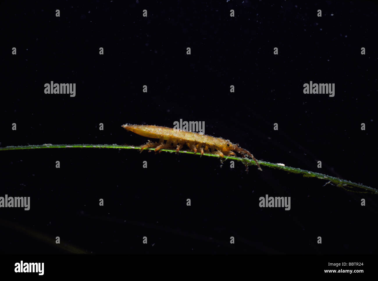 Baltic Isopod on eel grass New England Atlantic Ocean Stock Photo - Alamy