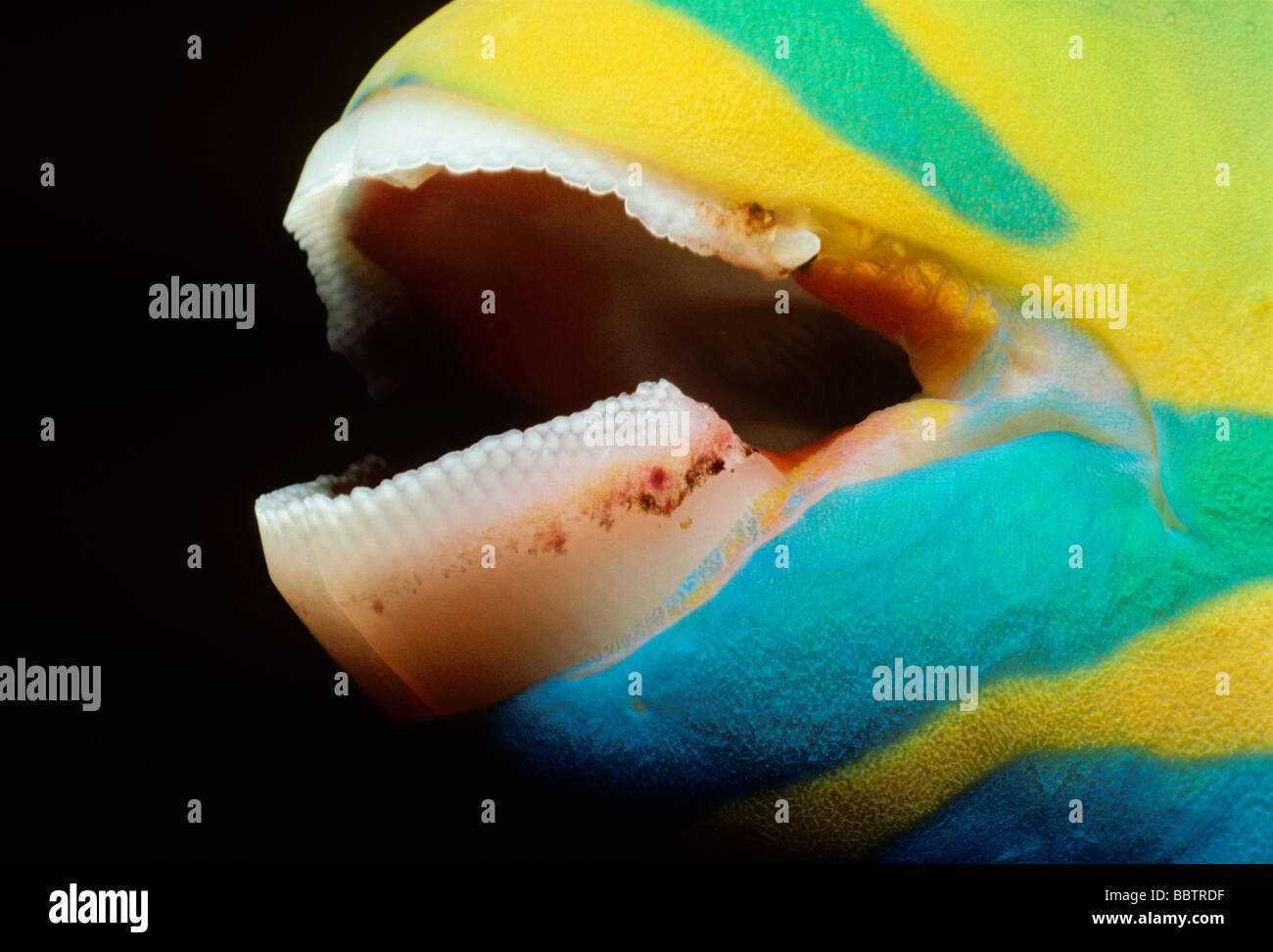 Mouth of Queen Parrotfish Scarus vetula Bahamas Caribbean Sea Stock ...