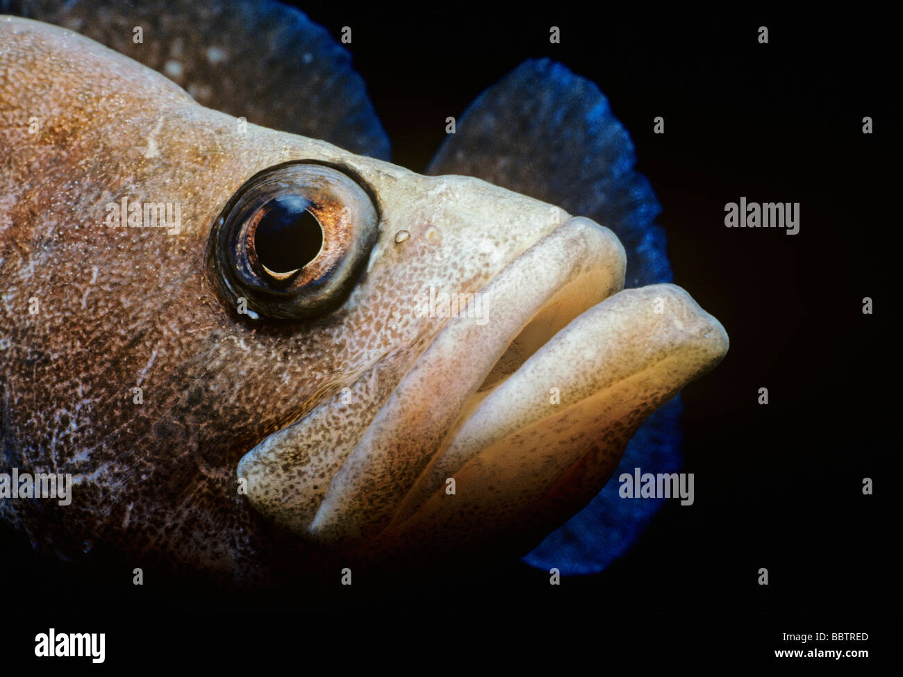 Soap fishes hi-res stock photography and images - Alamy